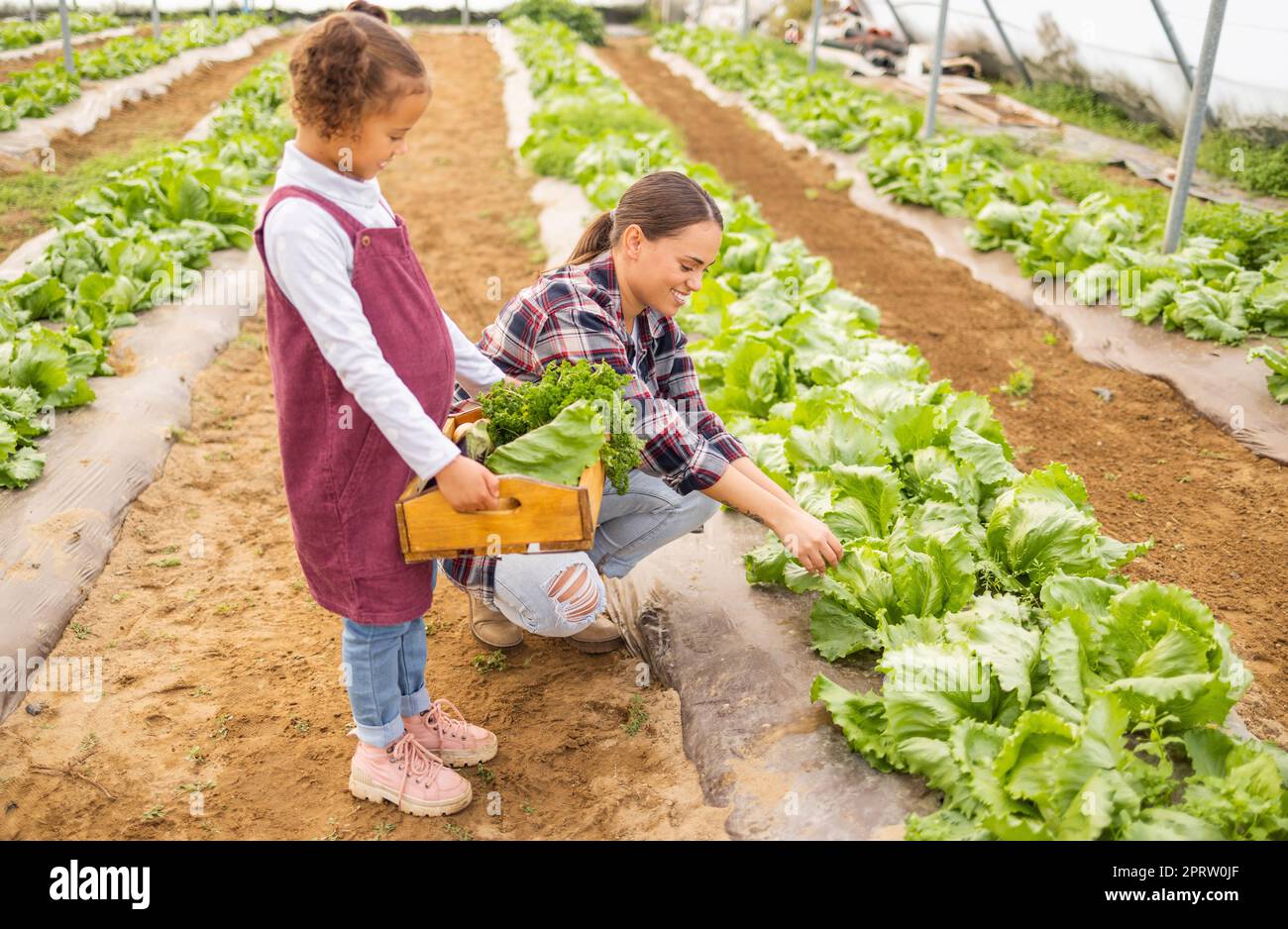 Mother, family and help with farming greenhouse vegetables for ...