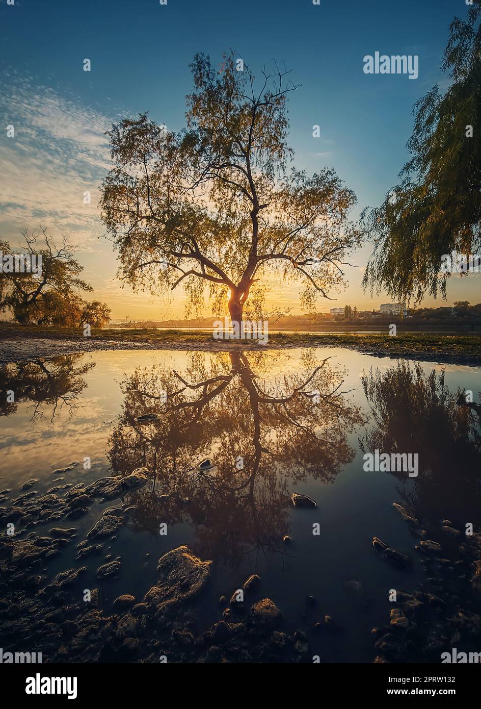 Old willow tree reflected in a water puddle against sunset background ...