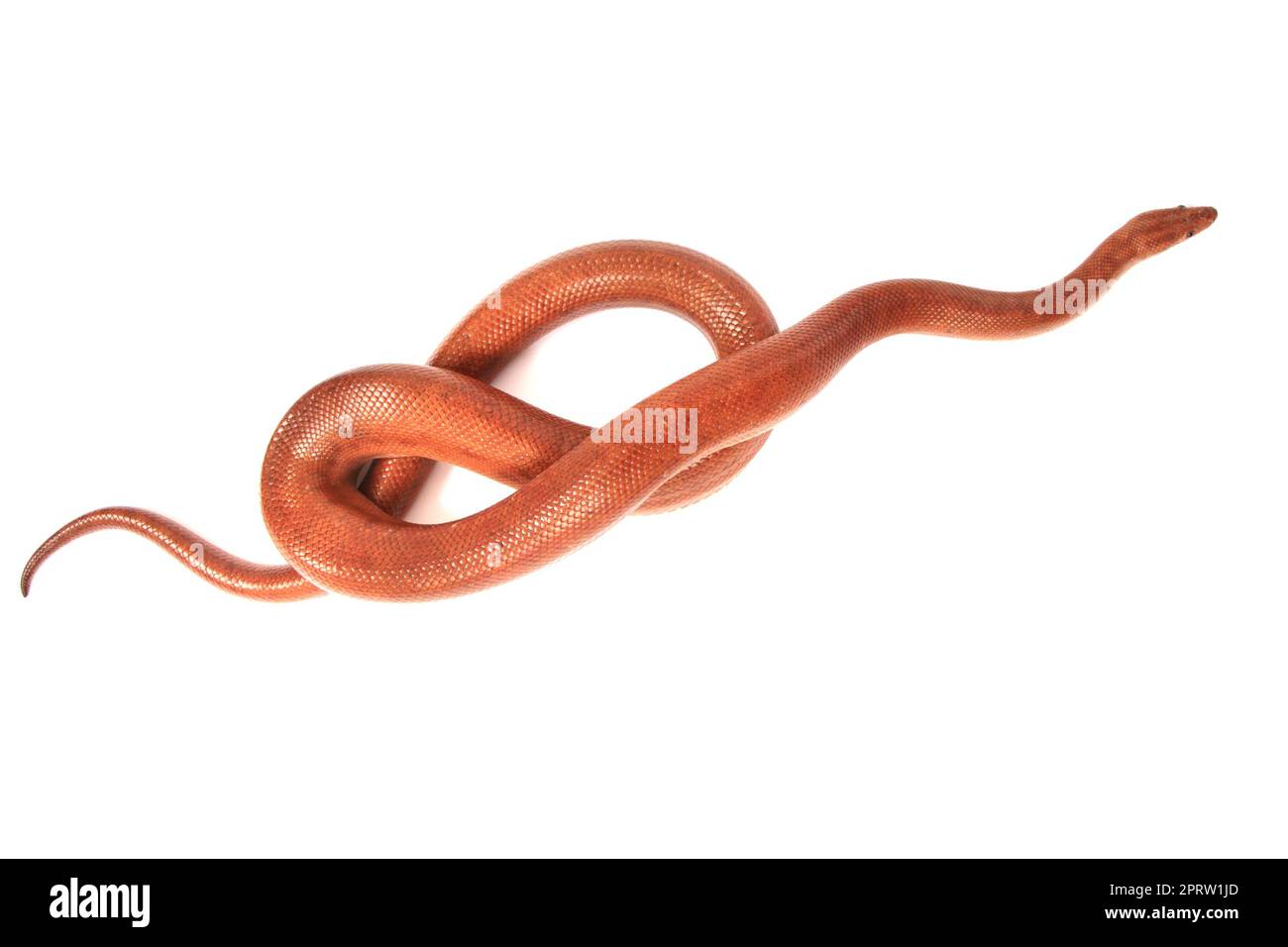 rainbow boa snake isolated on the white background Stock Photo - Alamy