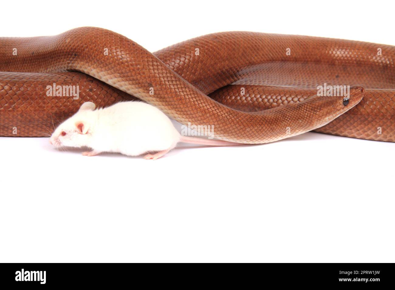 rainbow boa snake and his friend small white mouse Stock Photo - Alamy