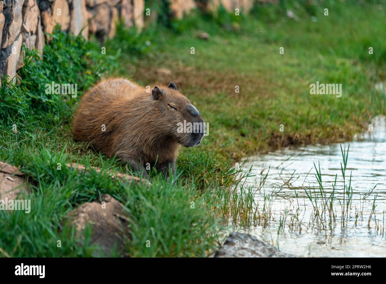 The largest rodent in the world Capybara in the wild Stock Photo - Alamy