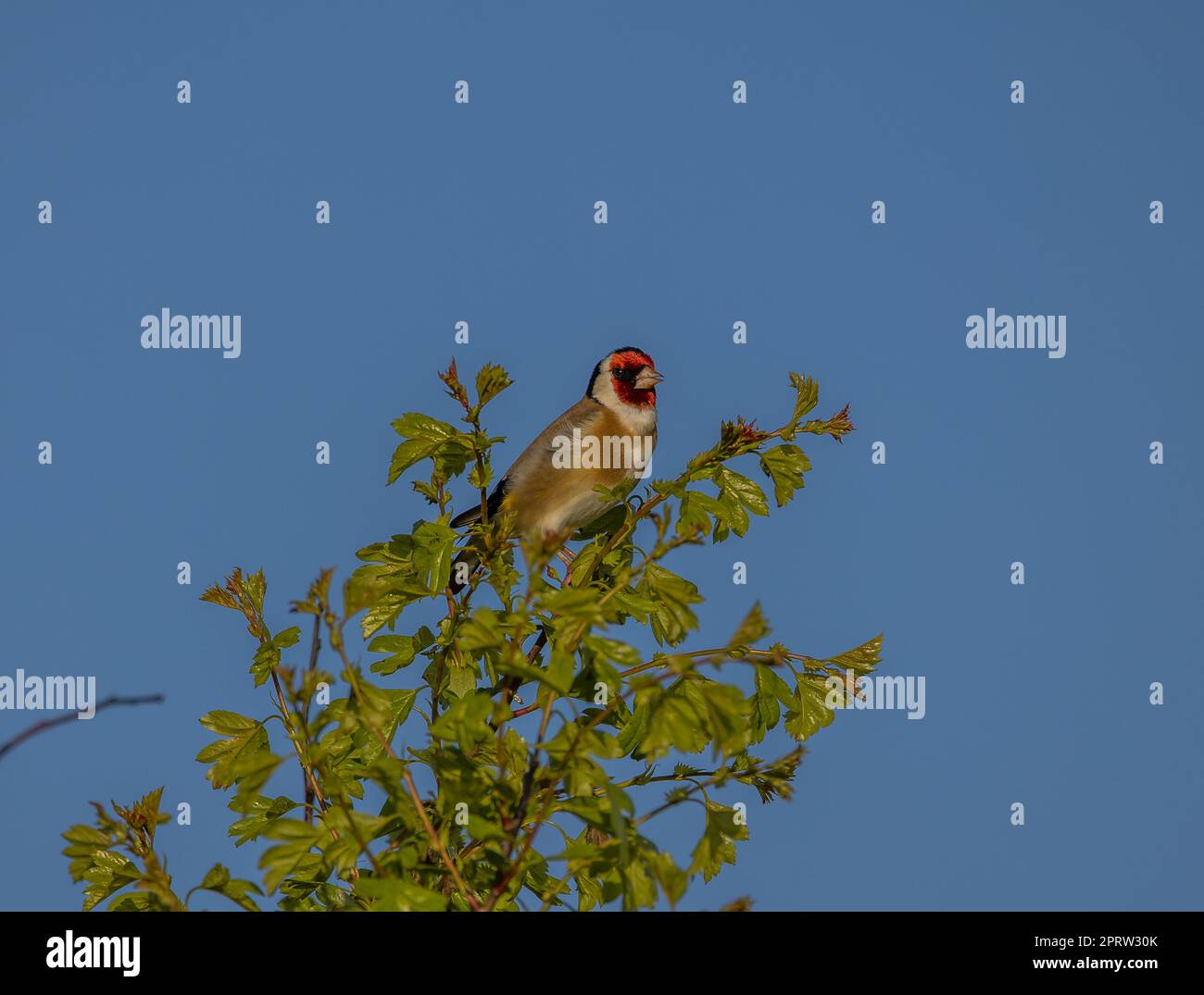 Gavin finch hi-res stock photography and images - Alamy