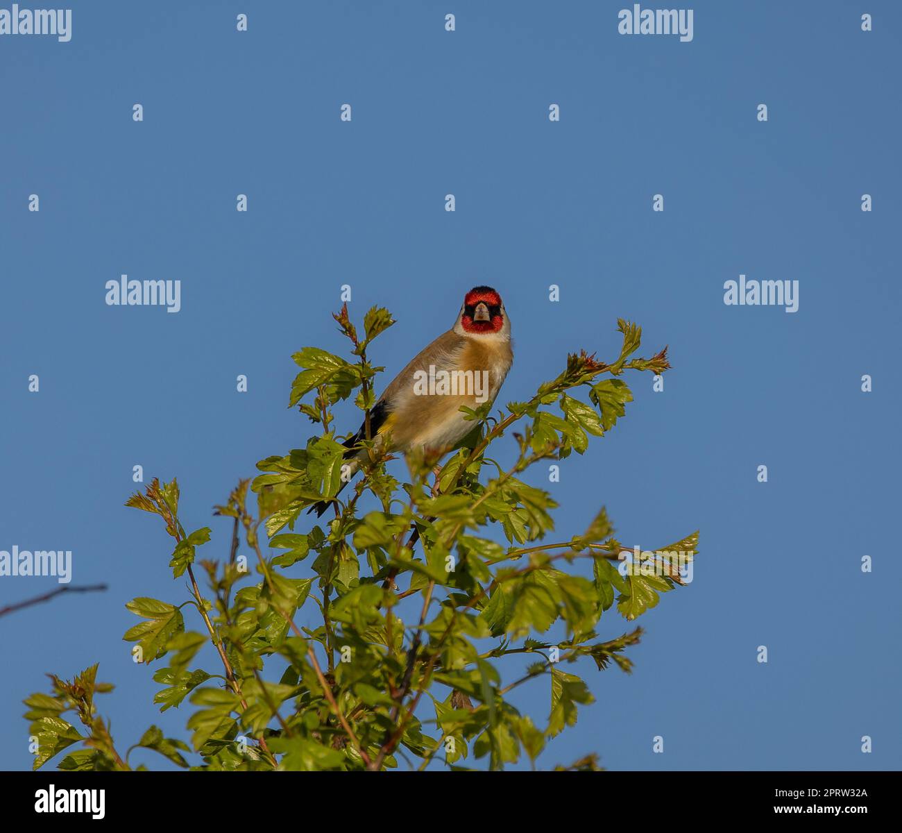 Gavin finch hi-res stock photography and images - Alamy