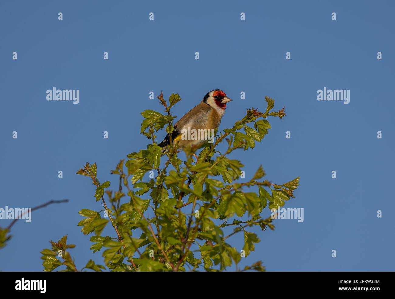 Gavin finch hi-res stock photography and images - Alamy