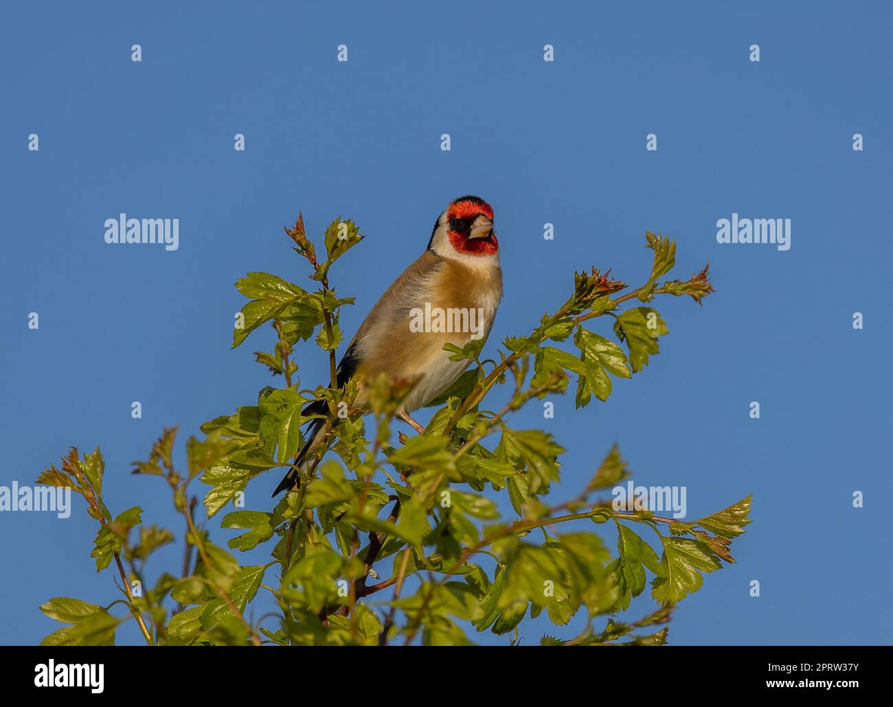 Gavin finch hi-res stock photography and images - Alamy