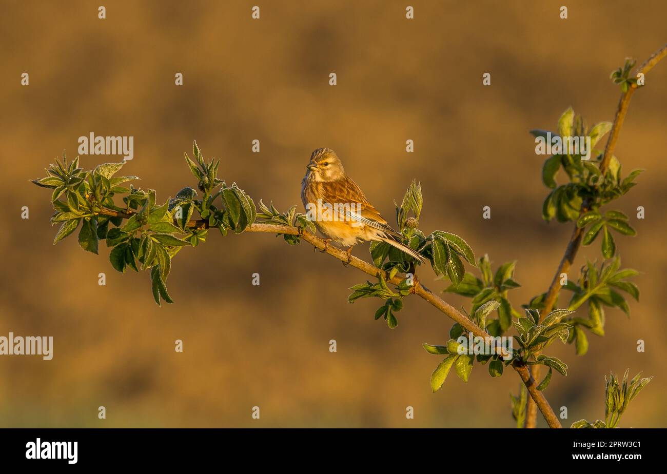 Linnet hedge hi-res stock photography and images - Alamy
