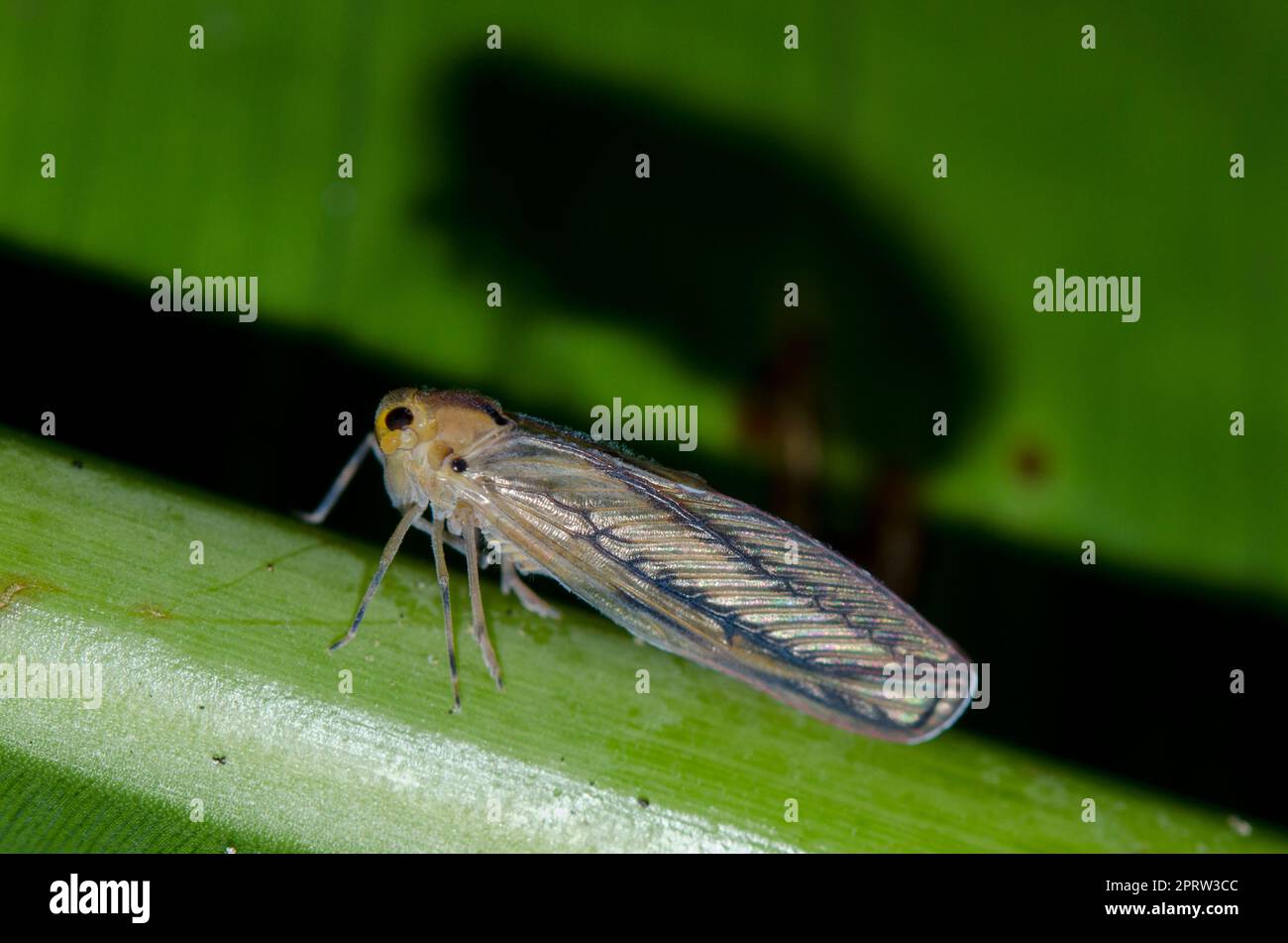 Hemiptera cicadellidae hi-res stock photography and images - Alamy