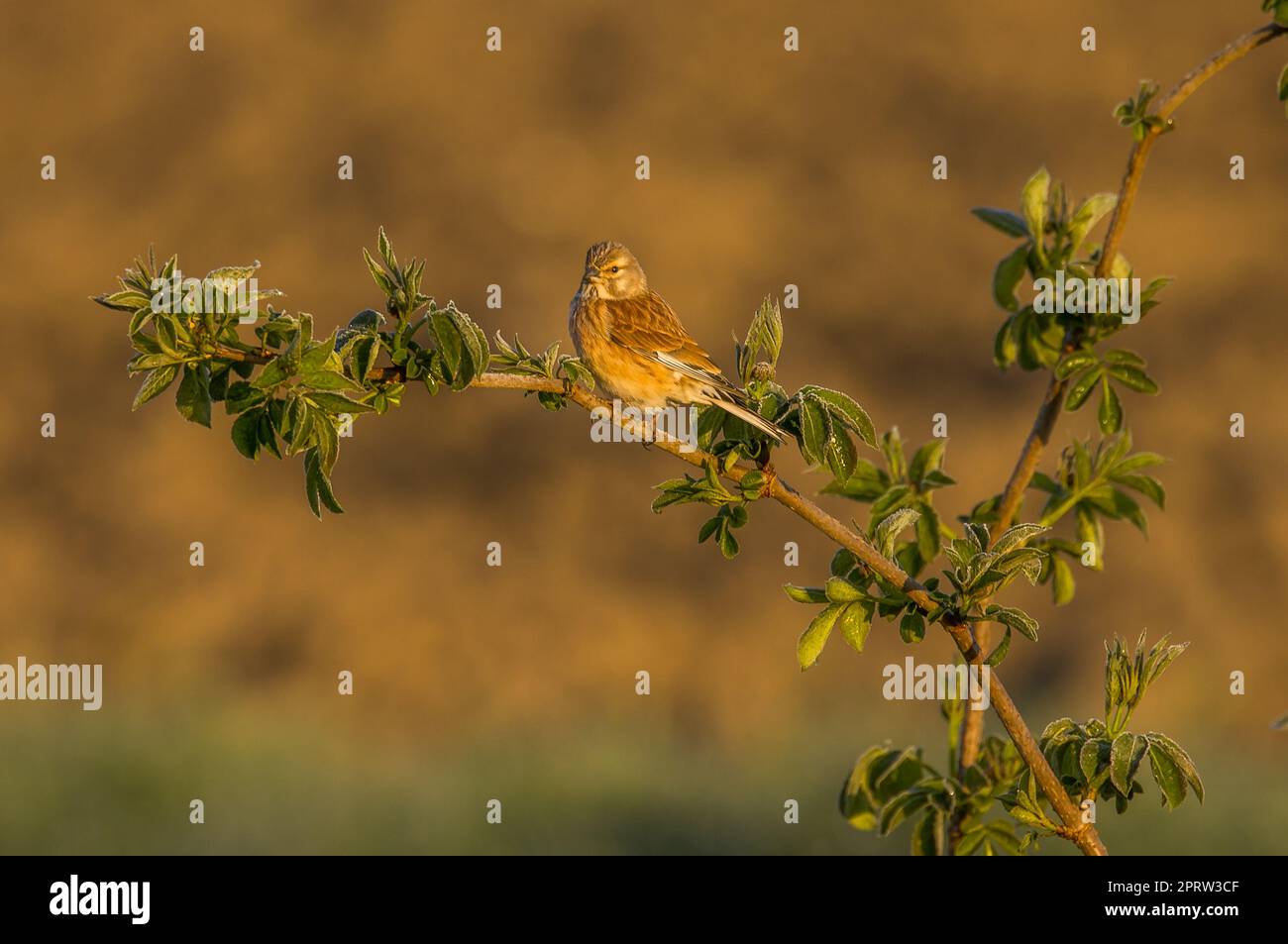 Linnet hedge hi-res stock photography and images - Alamy