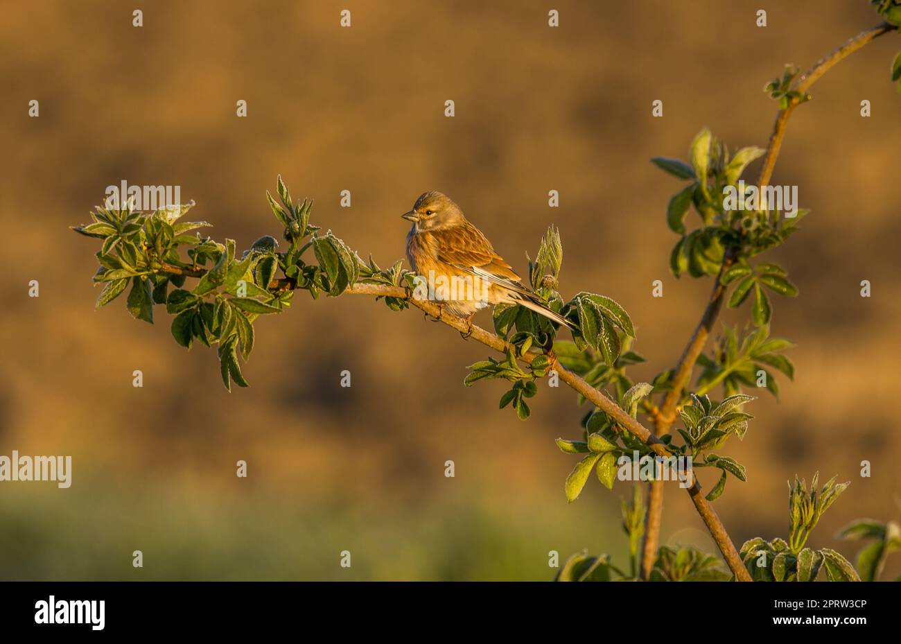 Linnet hedge hi-res stock photography and images - Alamy