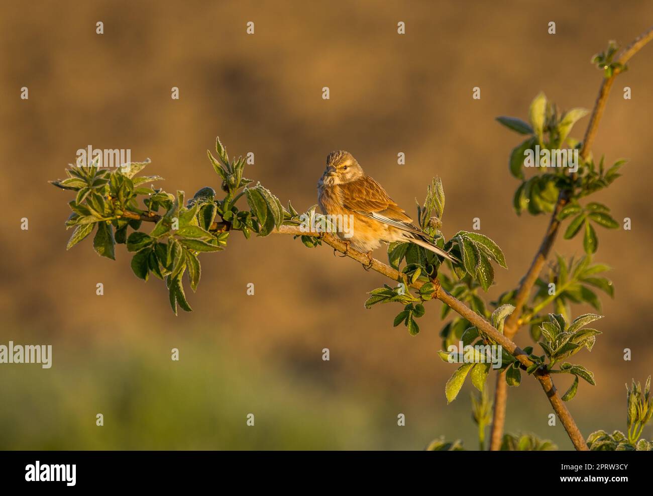 Linnet hedge hi-res stock photography and images - Alamy