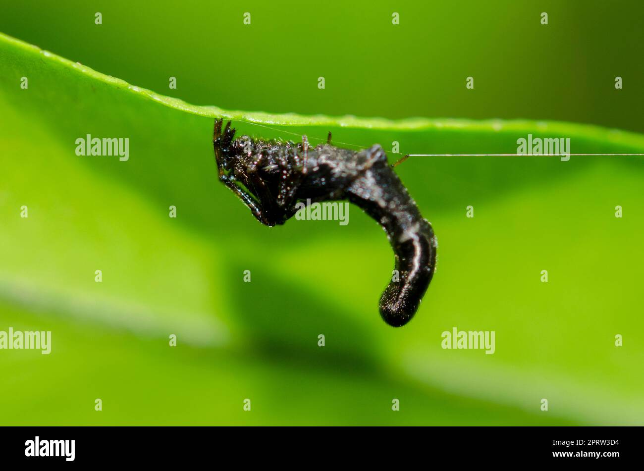 Trashline Orbweaver, Cyclosa bifida, Klungkung, Bali, Indonesia Stock ...