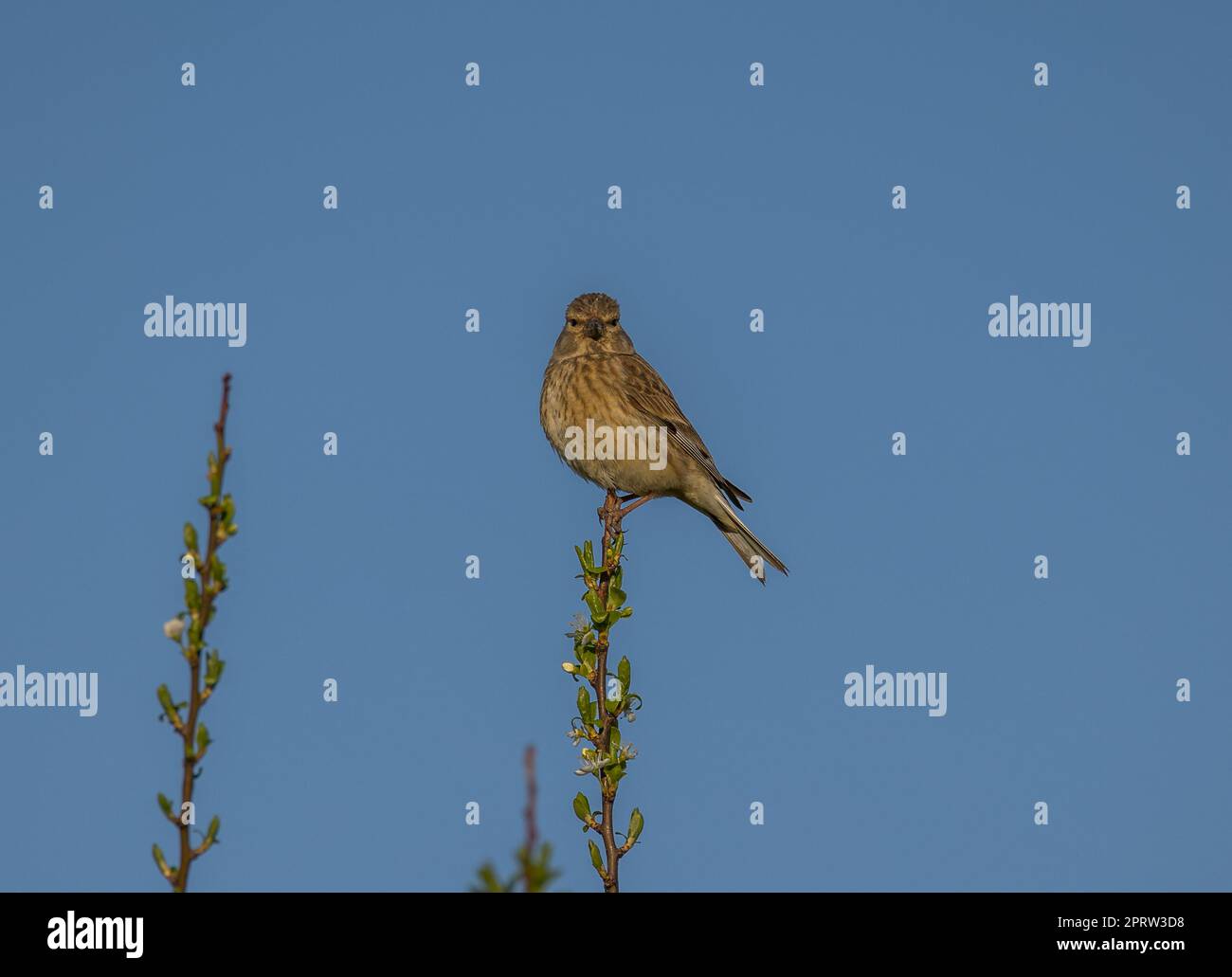 Linnet hedge hi-res stock photography and images - Alamy