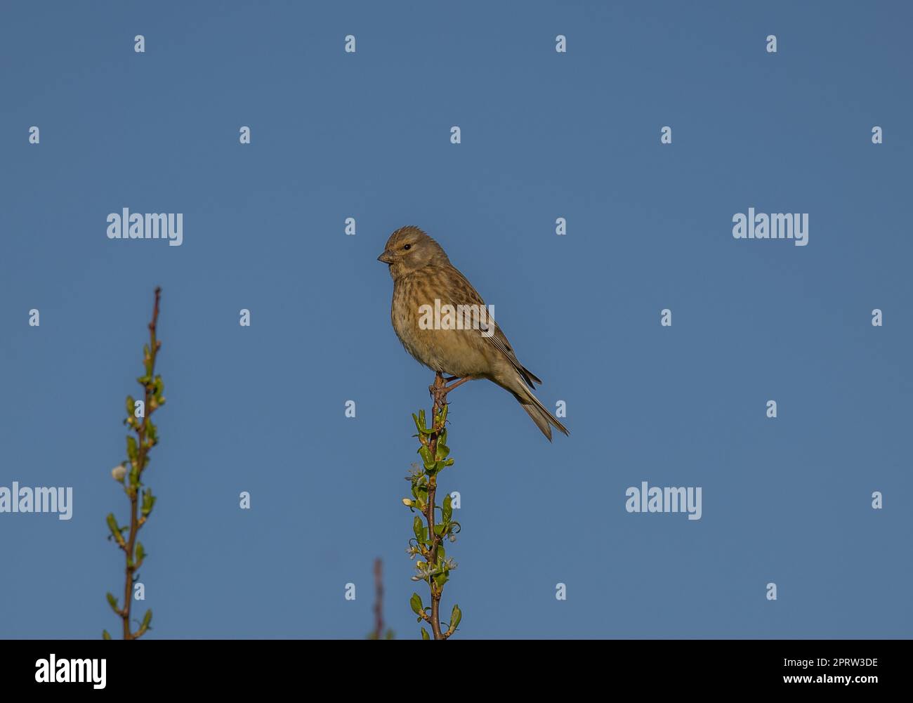 Linnet hedge hi-res stock photography and images - Alamy