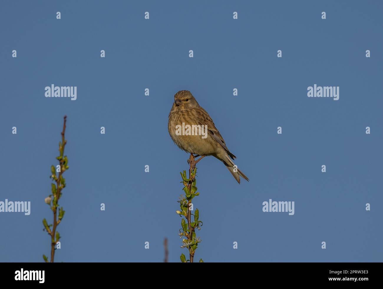 Linnet hedge hi-res stock photography and images - Alamy