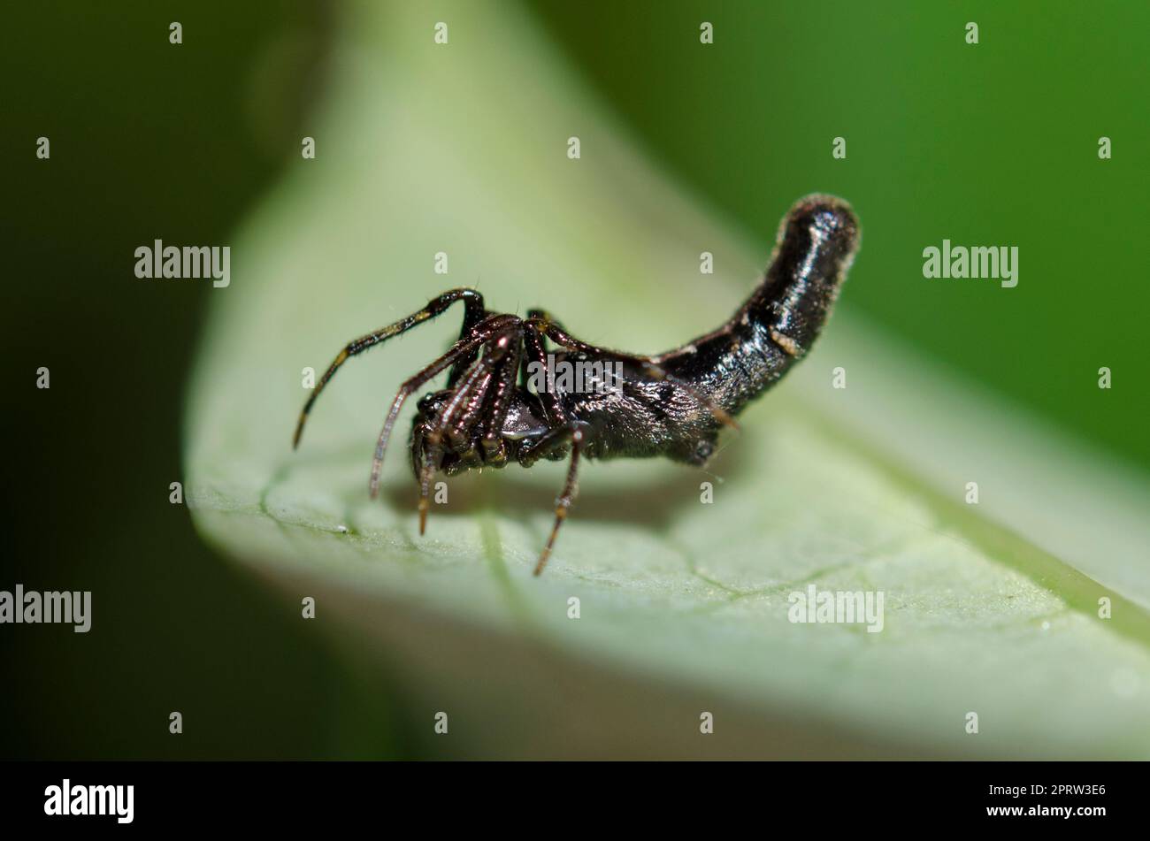 Trashline Orbweaver, Cyclosa bifida, Klungkung, Bali, Indonesia Stock ...