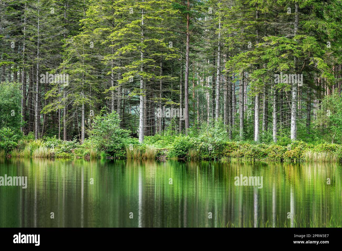 Scenic scotland green trees hi-res stock photography and images - Alamy