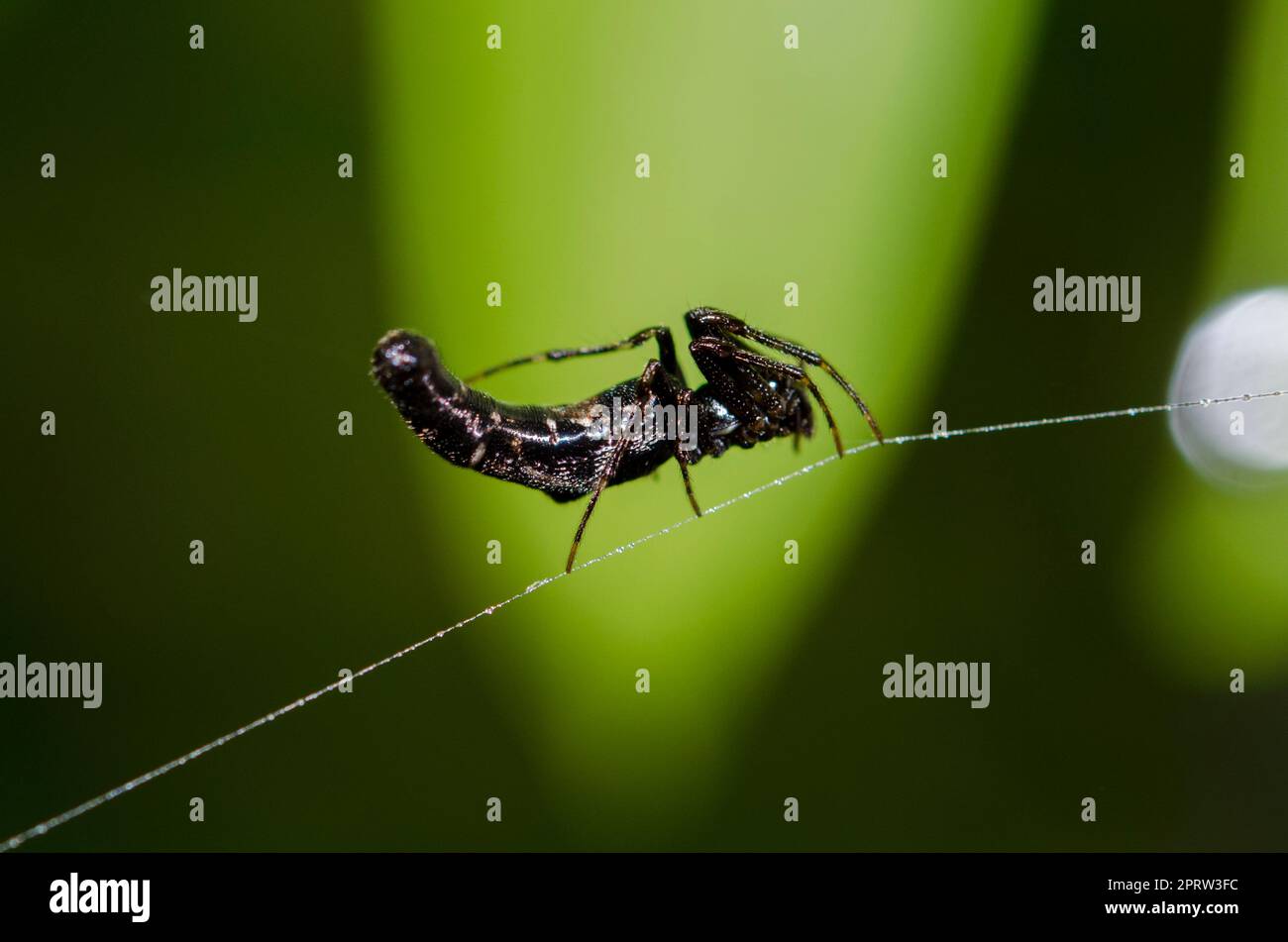 Trashline Orbweaver, Cyclosa bifida, Klungkung, Bali, Indonesia Stock ...