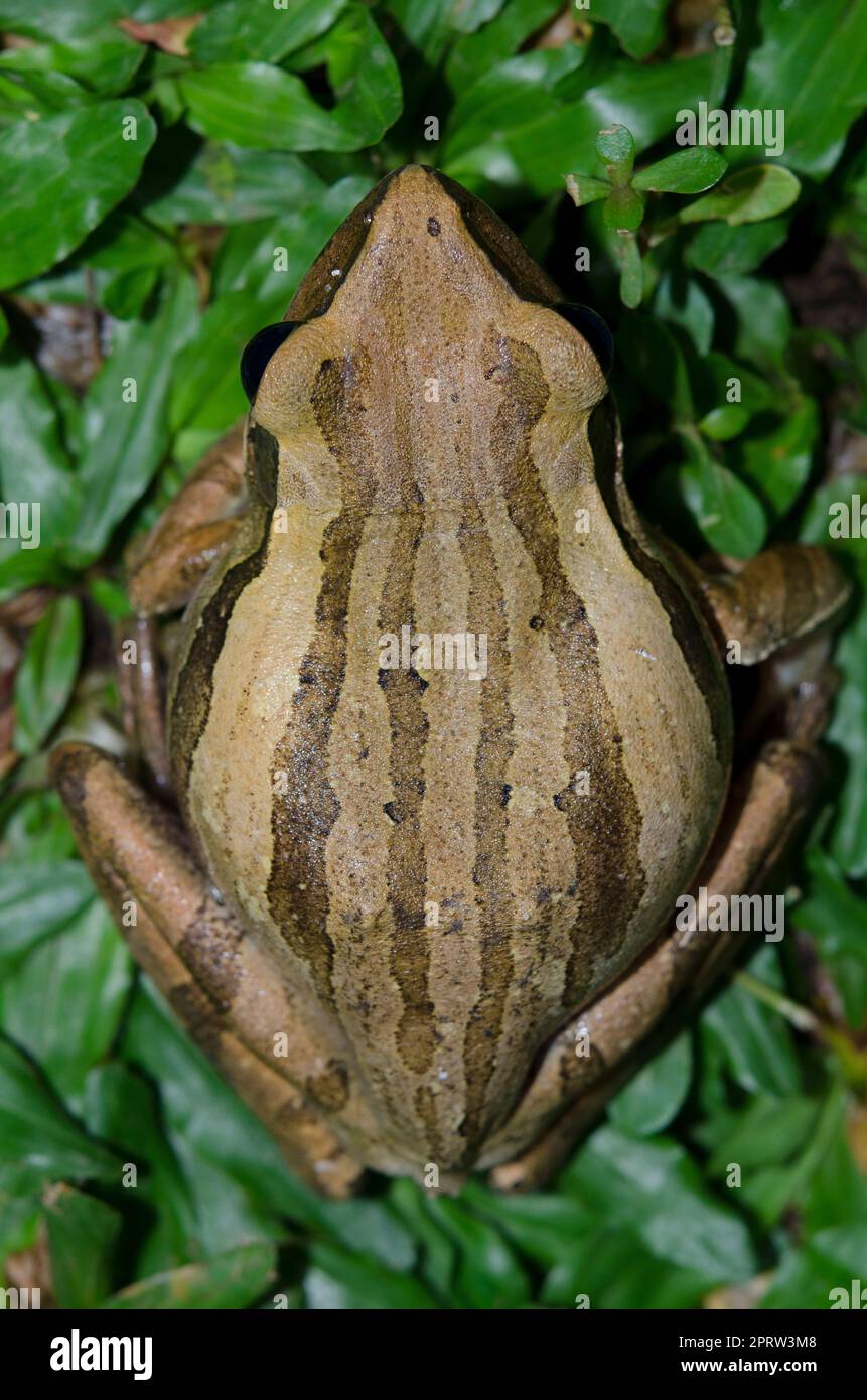 Four line tree frog hi-res stock photography and images - Alamy