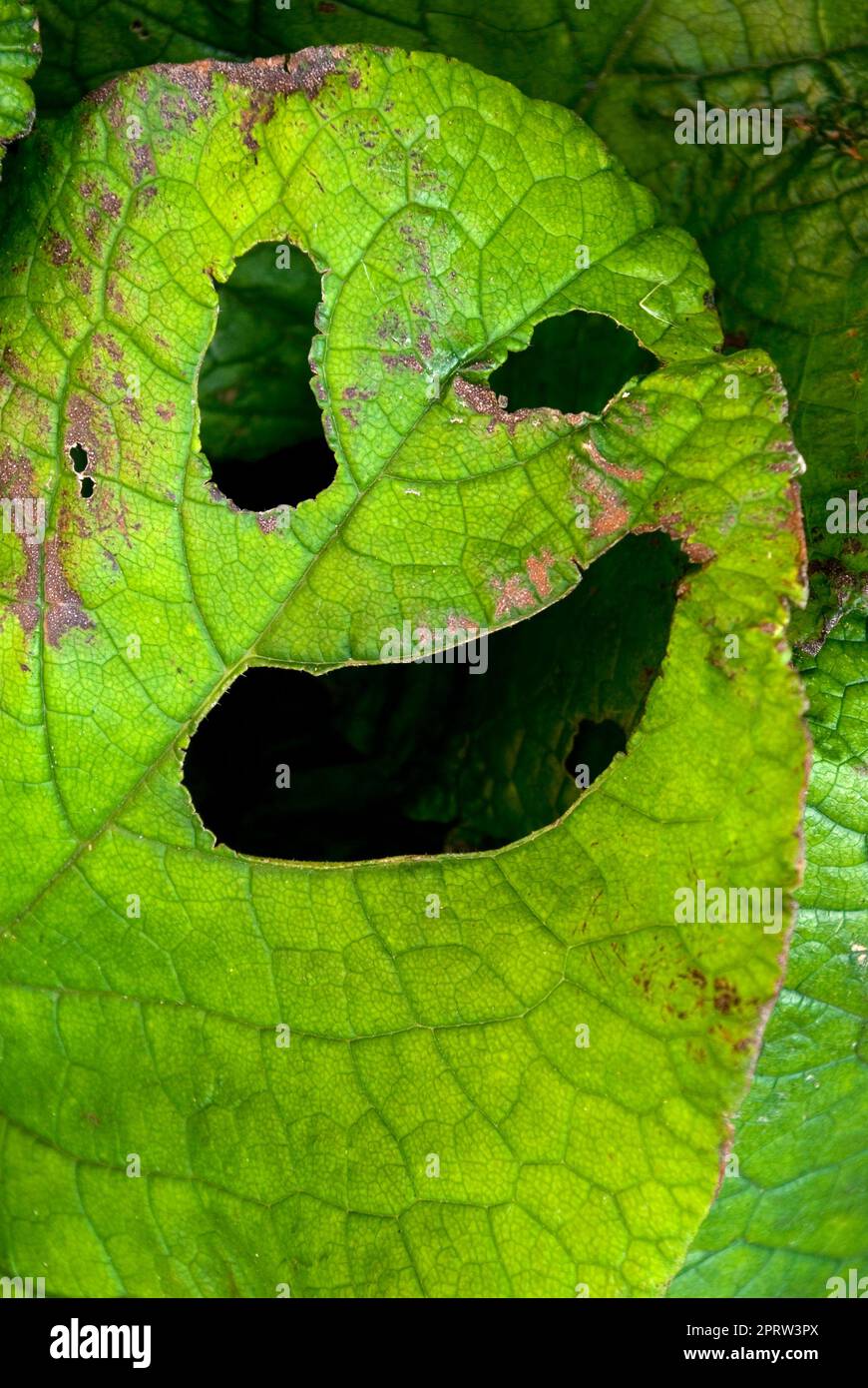 Ghost Face Leaf Stock Photo - Alamy