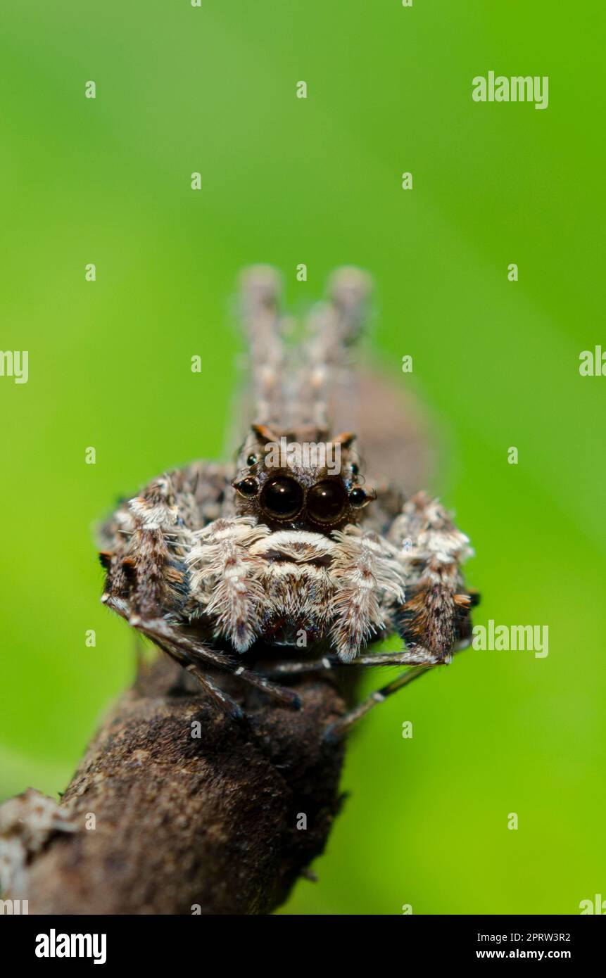 White Moustached Portia Spider, Portia labiata, Klungkung, Bali ...
