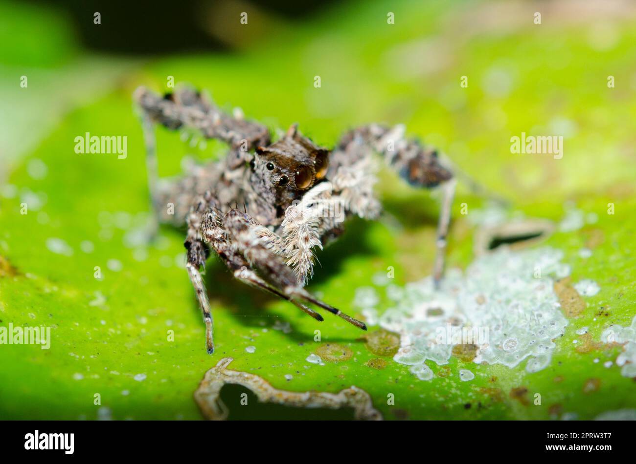 White Moustached Portia Spider, Portia labiata, Klungkung, Bali ...