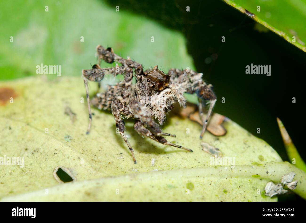 White Moustached Portia Spider, Portia labiata, Klungkung, Bali ...