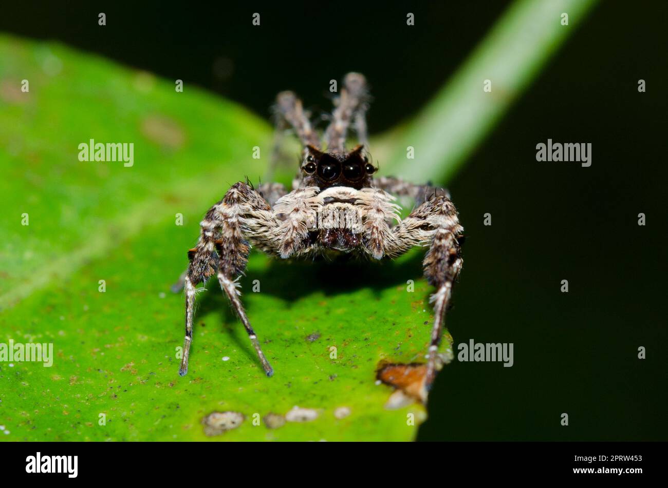 White Moustached Portia Spider, Portia labiata, Klungkung, Bali ...