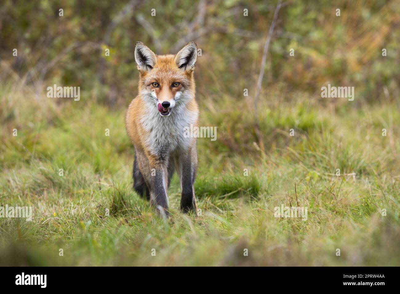 Front facing red fox hi-res stock photography and images - Alamy