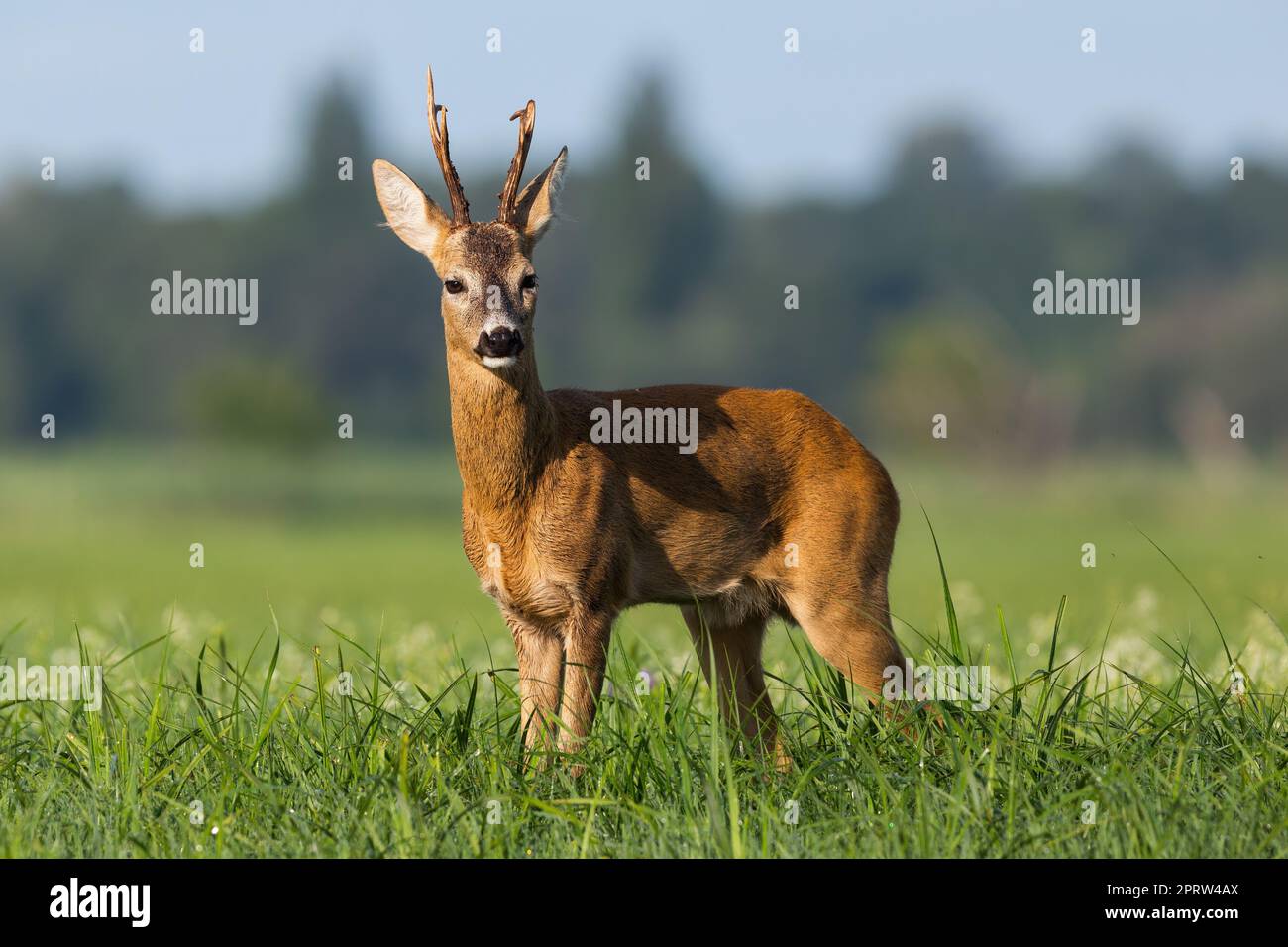 Roe deer buck with broken antler on a floodplain meadow with flowers ...