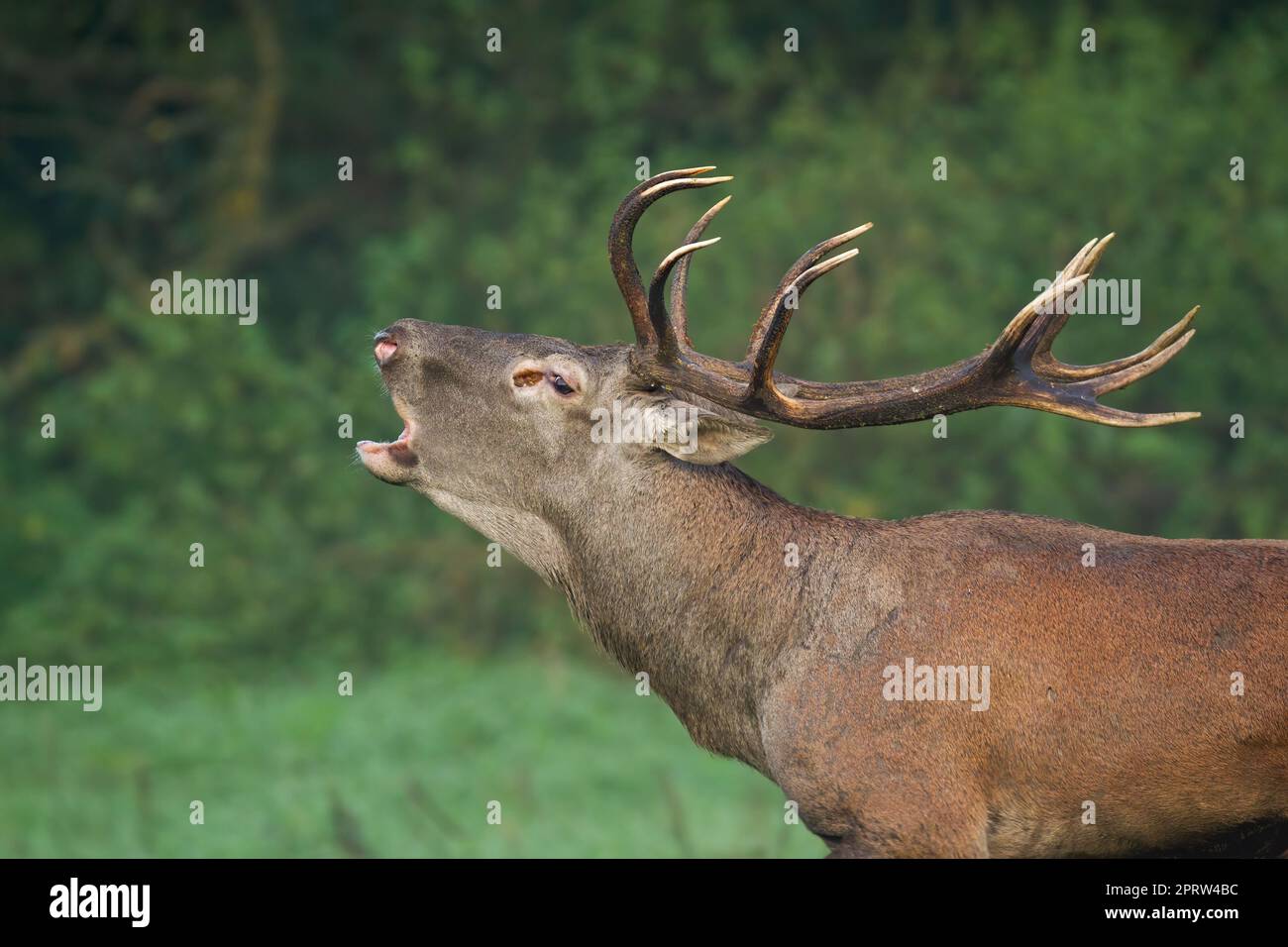 Red deer bellowing on field in meadow rutting season Stock Photo - Alamy