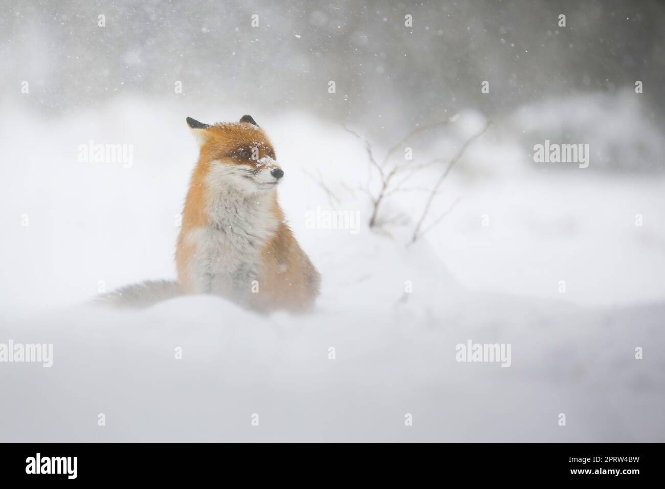 Red fox sitting on snow hi-res stock photography and images - Alamy