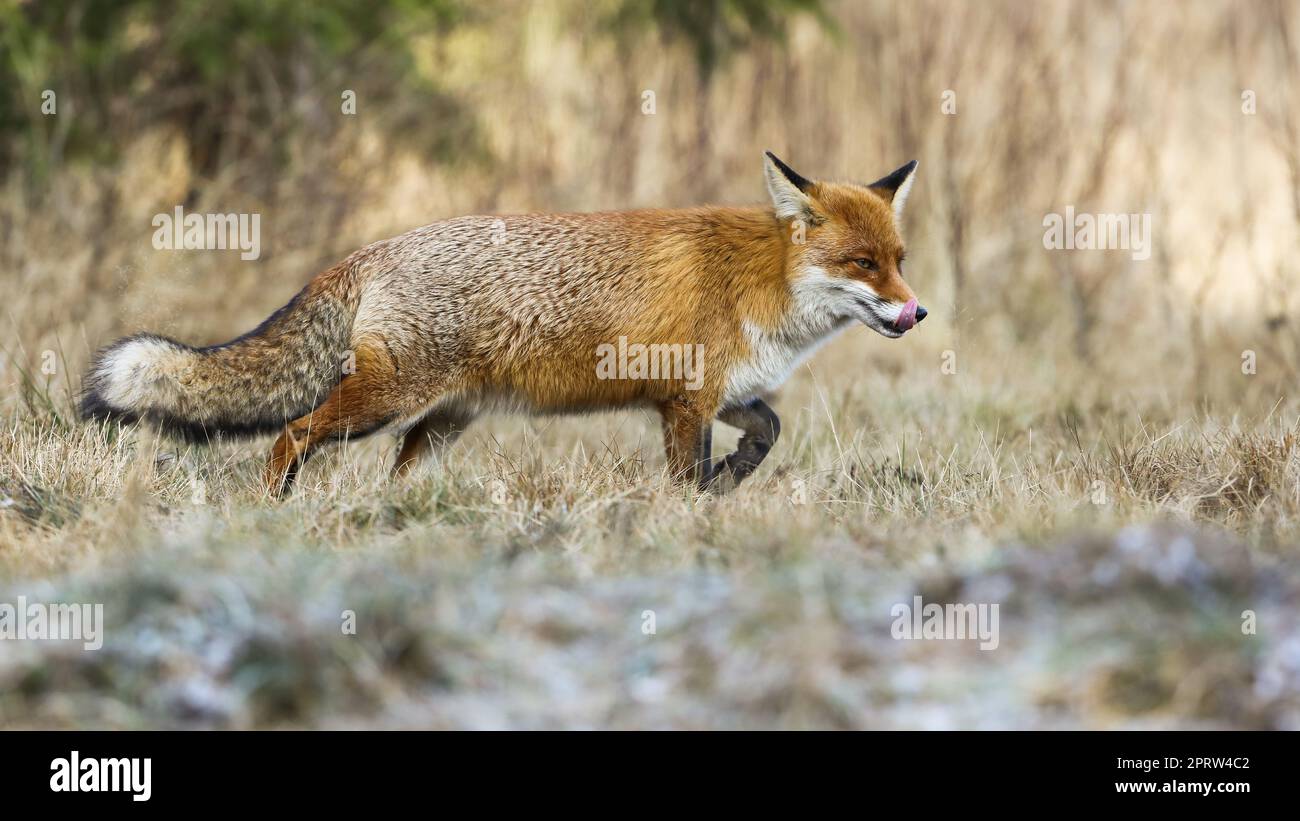 Red fox walking on a meadow with yellow grass and licking snout with ...