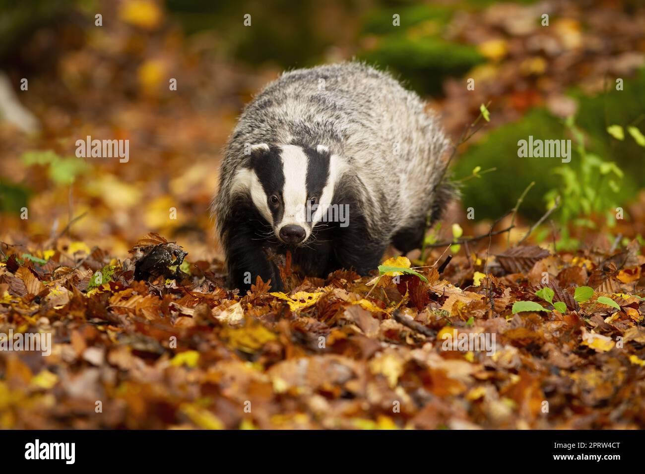 European badger walking on orange leaves in autumn forest from front ...