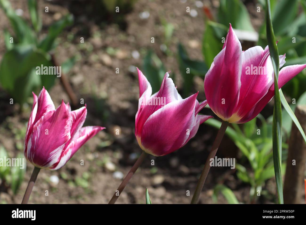 A thead of a tulip that has both purple and white patterns on it Stock ...
