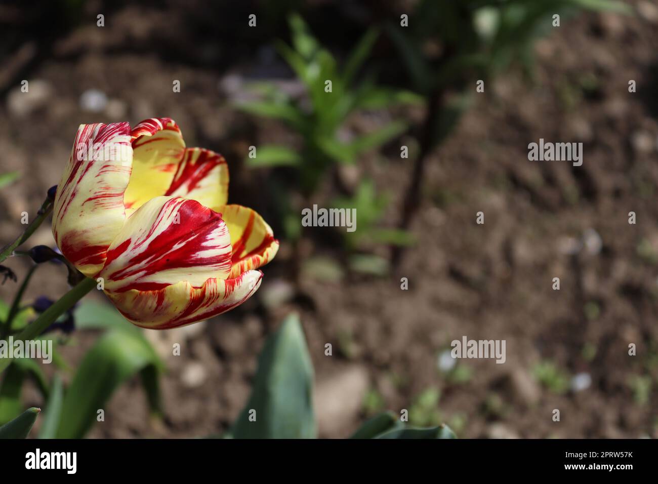 Thread of a mixed-color tulip. This tulip has both yellow and red ...