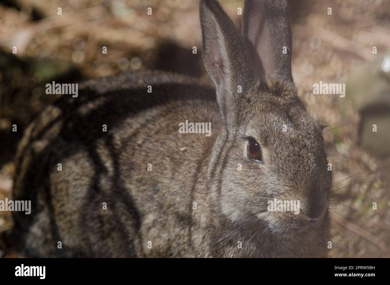 Rabbit colours hi-res stock photography and images - Alamy