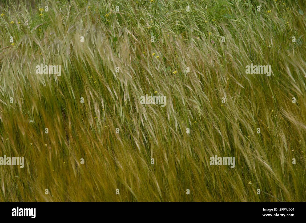 Grass moving by the wind Stock Photo - Alamy