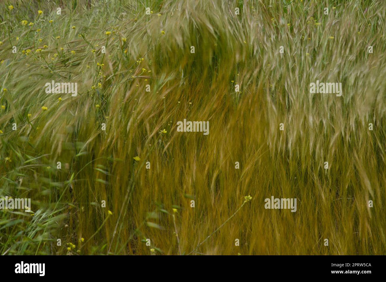 Grass moving by the wind Stock Photo - Alamy