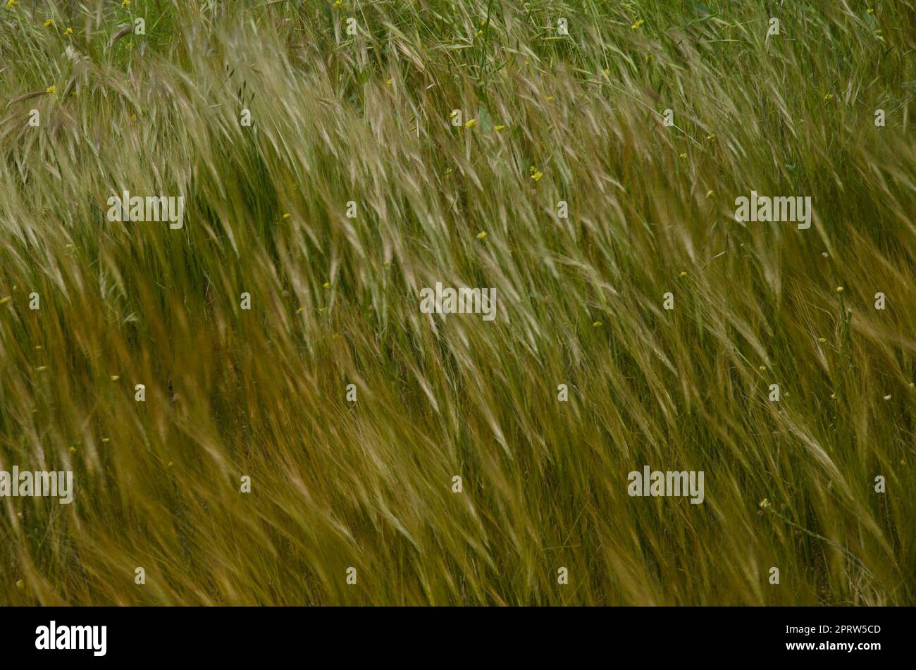 Grass moving by the wind Stock Photo - Alamy