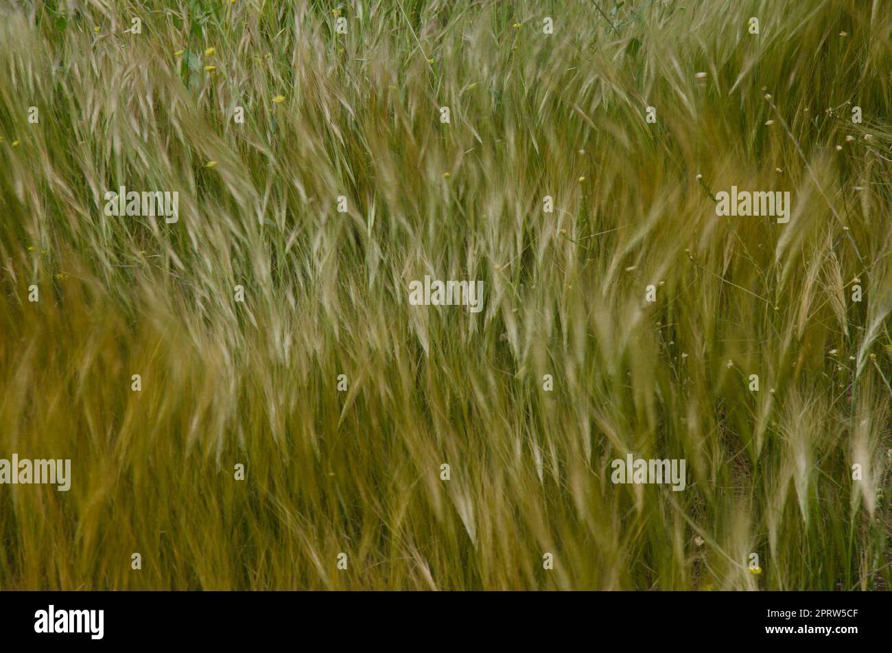 Grass moving by the wind Stock Photo - Alamy