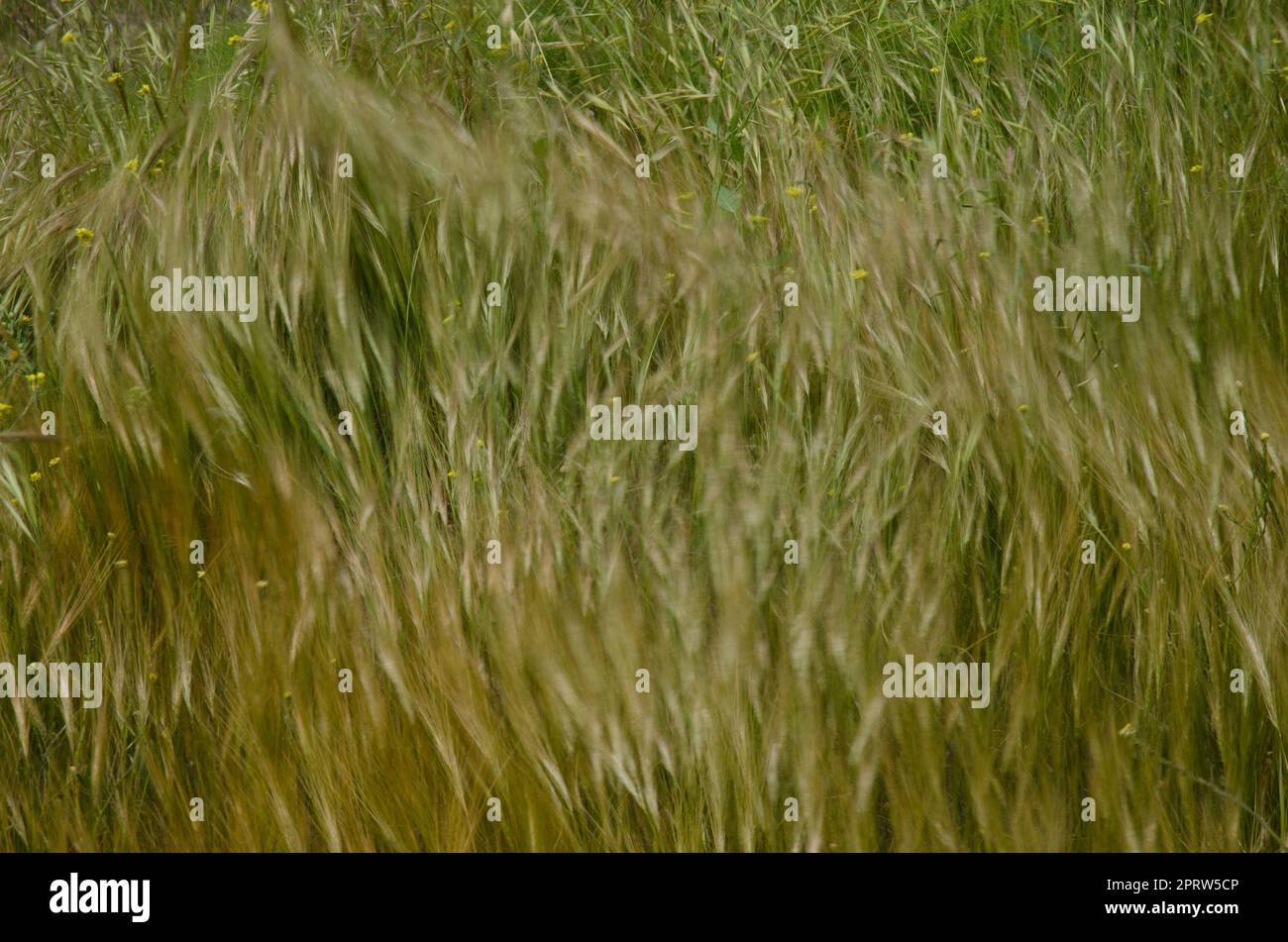 Grass moving by the wind Stock Photo - Alamy