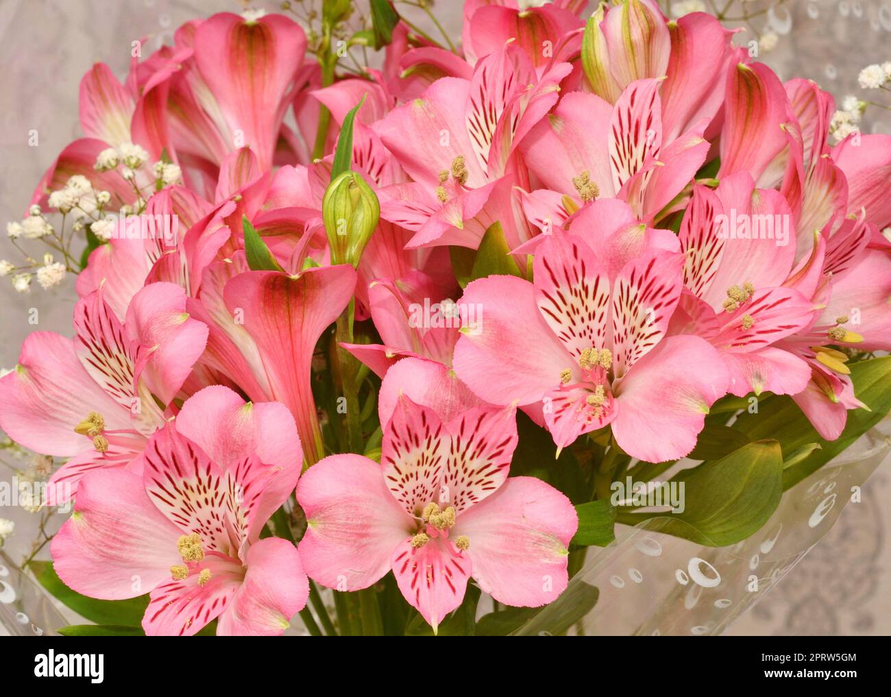 Flower Peruvian lily Alstroemeria (Latin Alstroemeria Stock Photo - Alamy