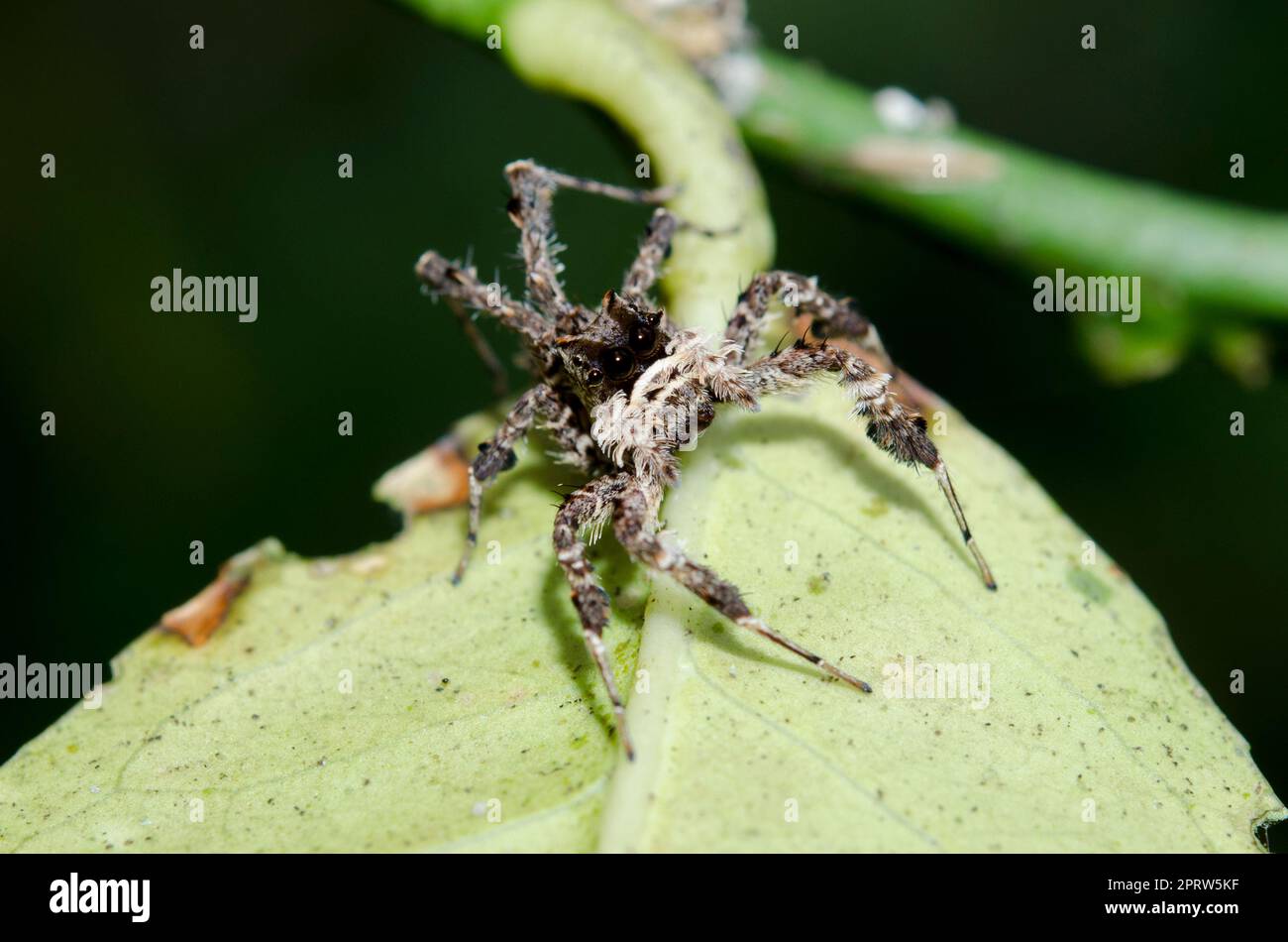 White moustached portia spider hi-res stock photography and images - Alamy