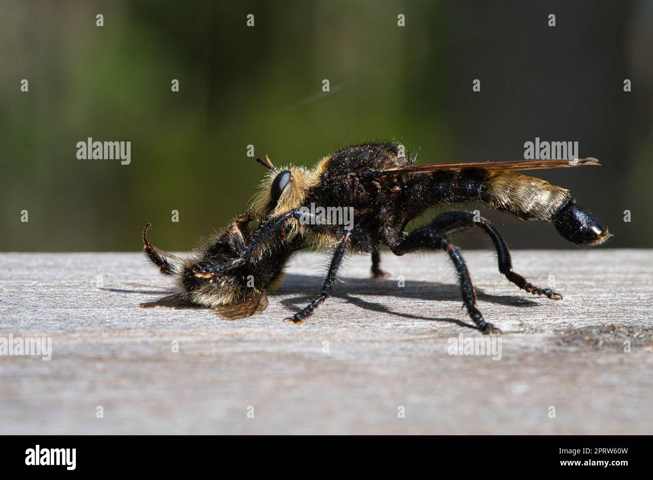 Yellow murder fly or yellow robber fly with a bumblebee as prey. Insect ...
