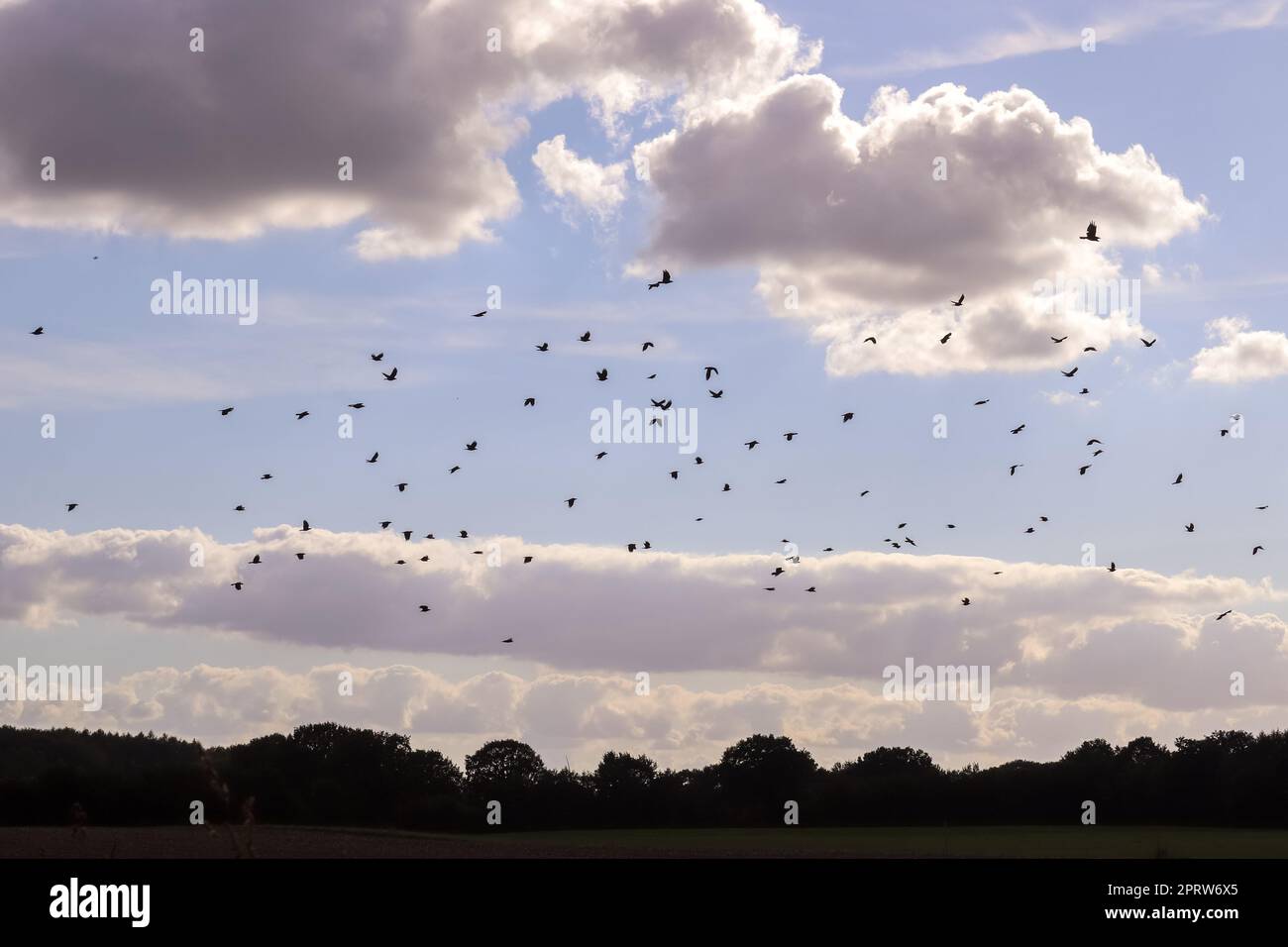 Large crowd of birds hi-res stock photography and images - Alamy