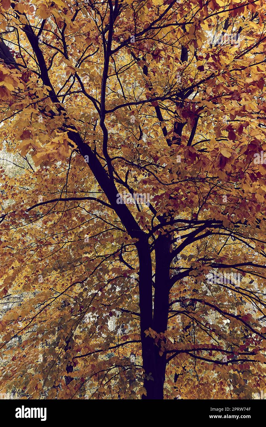 Tall trees with bright fall colors hi-res stock photography and images ...