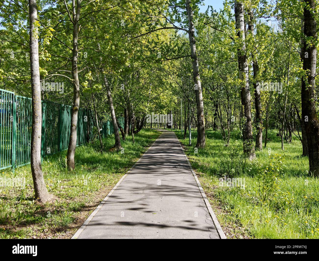 asphalt path in the park, shade from trees Stock Photo - Alamy