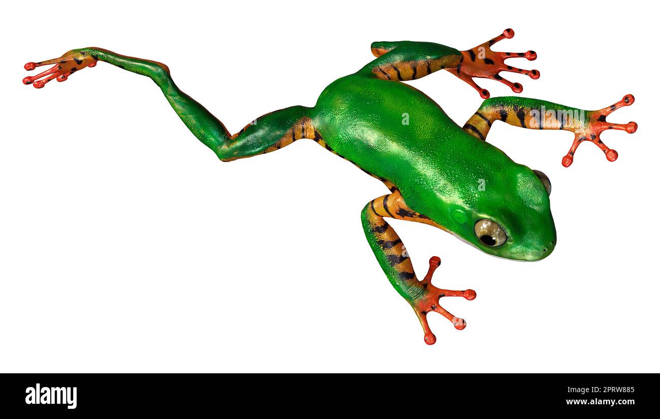 3D rendering of an Amazon tree frog isolated on white background Stock ...