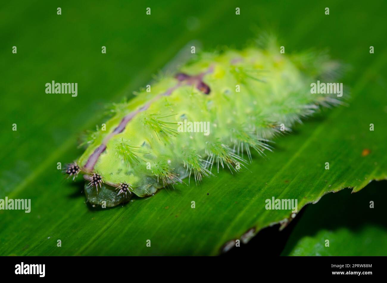 Euclidae moth caterpillar hi-res stock photography and images - Alamy