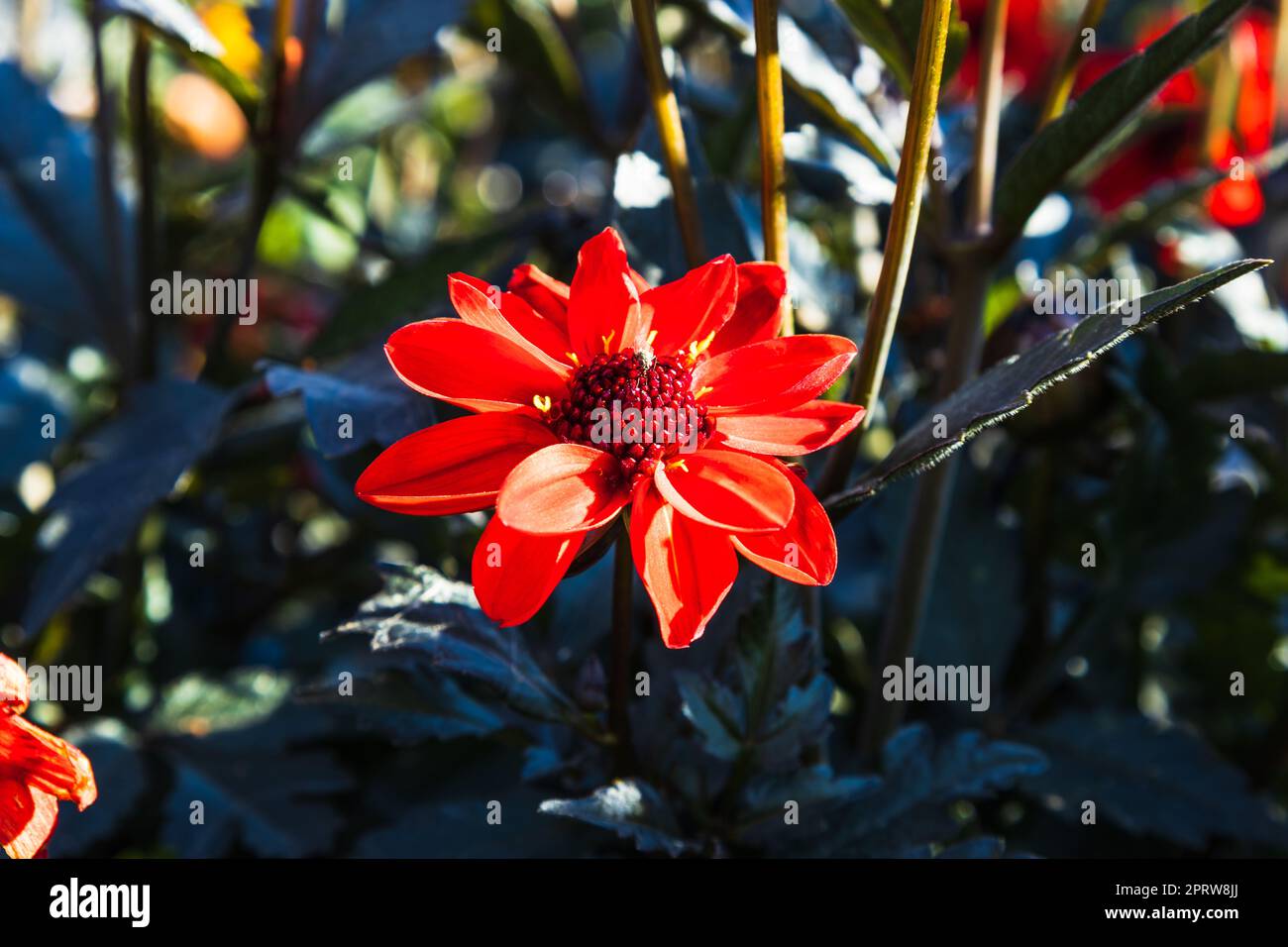 Dahlia - Dark Angel Pulp Fiction flowers bloom in the city park garden ...